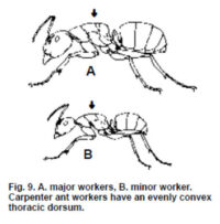 An Introduction to Carpenter Ants - Rambo Total Pest Control